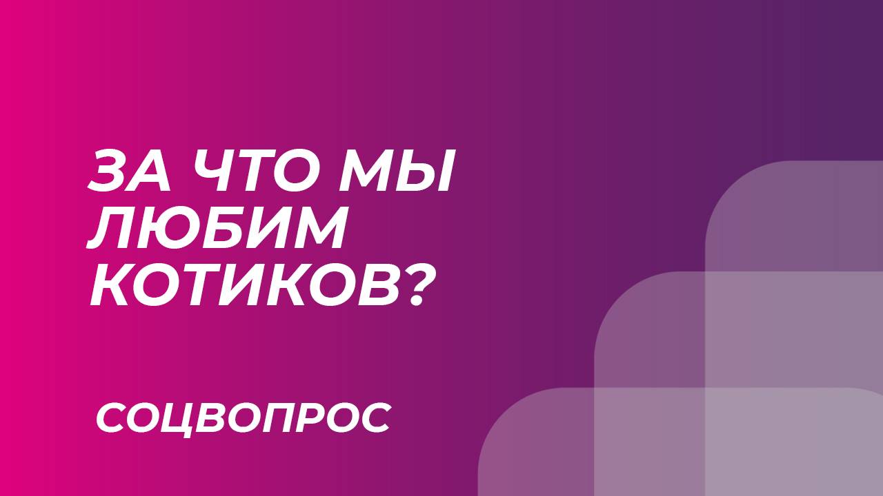 За что мы любим котиков? | СОЦВОПРОС