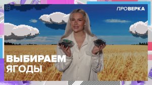Выбираем ягоды|шоу «Проверка» — Москва 24|Контент