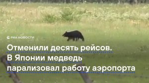 Отменили десять рейсов. В Японии медведь парализовал работу аэропорта