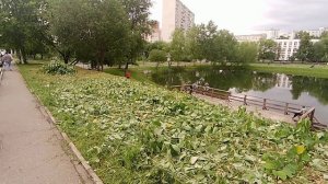 Безжалостный жилищник Солнцево вырубил все кусты редкого растения
