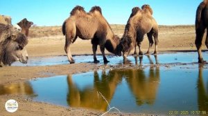 Приоткрывая заповедные двери… Экосистемные инженеры