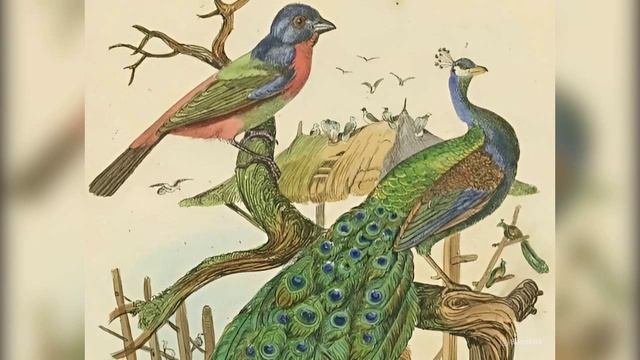 Павлин и Соловей | И. А. Крылов