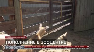 Косули: пополнение в зооцентре «Питон». Новости. 26/06/2025. GuberniaTV