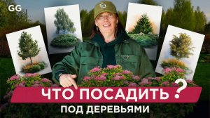 Пустые приствольные круги? Показываем ЧТО там посадить!