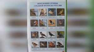 "Птицы птицы и ещё раз птицы"