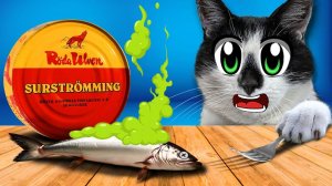 КОТЫ пробуют СЮРСТРЁМИНГ! МОРСКАЯ УЛИЧНАЯ ЕДА ЧЕЛЛЕНДЖ! КАКУЮ ЕДУ ВЫБЕРЕТ КОТ МАЛЫШ А ну-ка Давай-ка