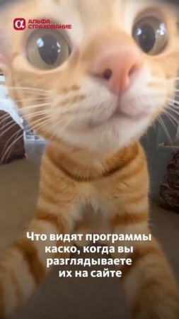 Программы каско под любой запрос