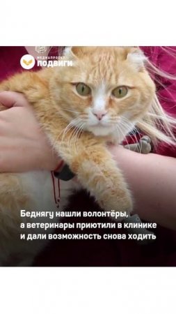 В Новосибирске ветврач-ортопед Сергей Горшков ставит кошек и собак на 3D-лапки