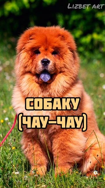 Рисую несуществующее животное  🐕+🐼=❓(ч.97) #tiktok #shorts #art #gouach