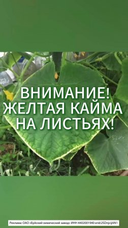 🥒 Листья огурцов выгнулись? Это краевой ожог!