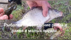 Рыбалка и разведение рыбы и раков в малых прудах.
