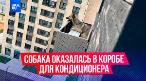 Собака выпала из окна 12 этажа и оказалась в коробе для кондиционера в Южно-Сахалинске