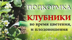 Чтобы цвет и завязи не опали. Подкормка клубники во время цветения