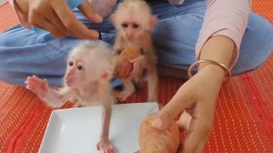 Обезьянки 2 малюсечки пушистые брыкаются тстрерят орут Вырывают еду из рук Едят батат Прыгают шу