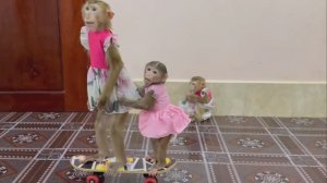 Обезьянки катаются на СКЕЙТЕ Произвольные выступления Просто ЗАГЛЯДЕНИЕ