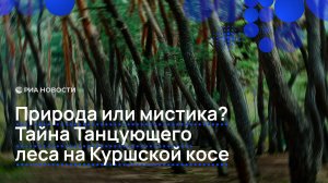 Природа или мистика? Тайна Танцующего леса на Куршской косе