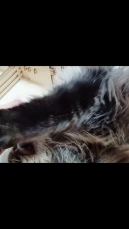сева #cat #сева #животные #котик #котофейка #смешное #видосыоткота #приколы