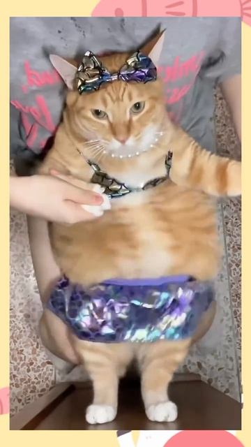 котик