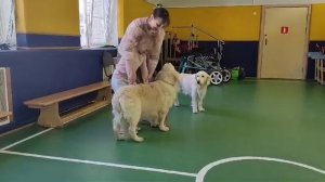 Ребенок гладит собаку терапевта с помощью специалиста |БФ Димина Мечта