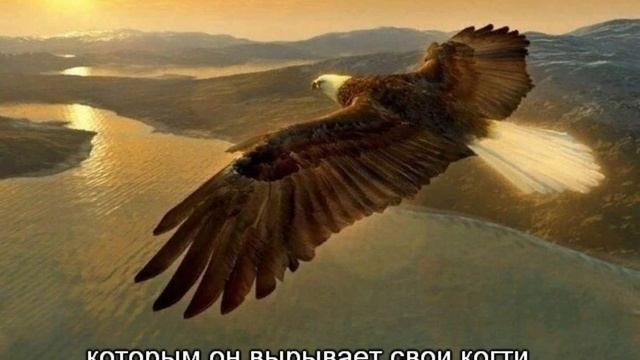 Горный Орёл_Славянские Ведания