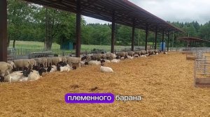 Как купить барана дорпер в Дагестане #дорпер #dorper