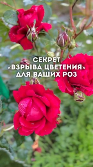 💣🌹 Взрыватель цветения