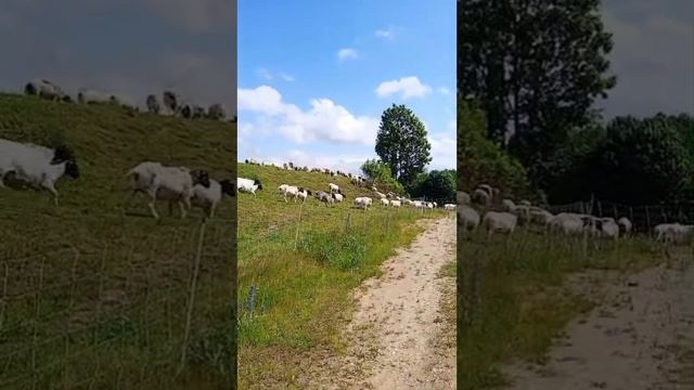 Выпас суягных ярок на пастбище