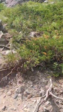 Вид с высоты от каменных грибов на Катунь: панорама горного Алтая 🍄🏞️