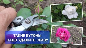 Вот почему я удаляю бутоны на молодых розах 🌹