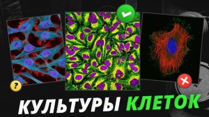 Культуры клеток