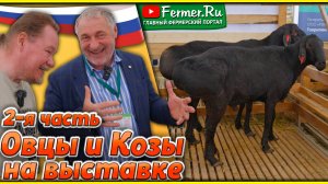 ОВЦЫ и КОЗЫ России! Главная выставка племенного овцеводства. Лучшие породы овец и коз. 2 часть