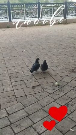 Любовь и голуби в Донецке ❤️🕊️