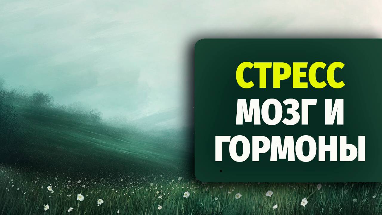 Стресс, мозг и гормоны — кто кем управляет