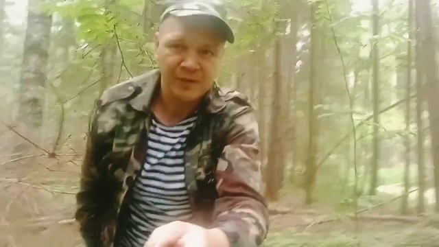 Сбор красивых грибов в красивом лесу