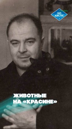 Истории животных, которые путешествовали на ледоколе «Красин» и военных кораблях