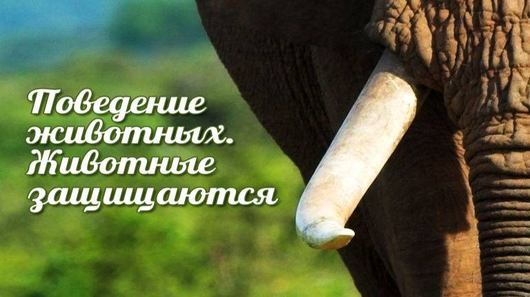 Животные защищаются # 7. Спасение в бегстве