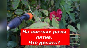 Грибковые заболевания на розах: черная пятнистость #роза #болезни #черная пятнистость
