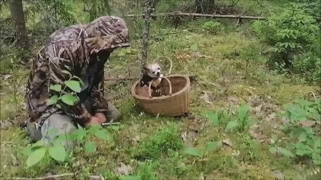 Приехали в лес за грибами