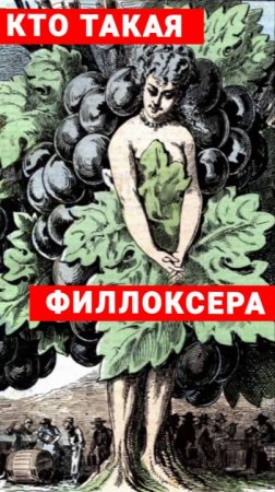 Кто такая филлоксера?