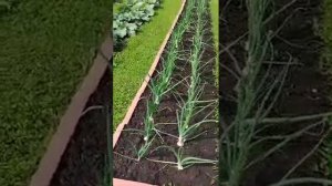 Для конкурса "Первый урожай на грядке"