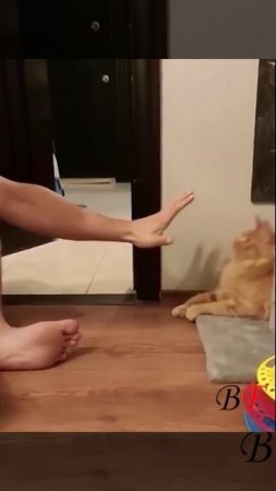 магия  для котов