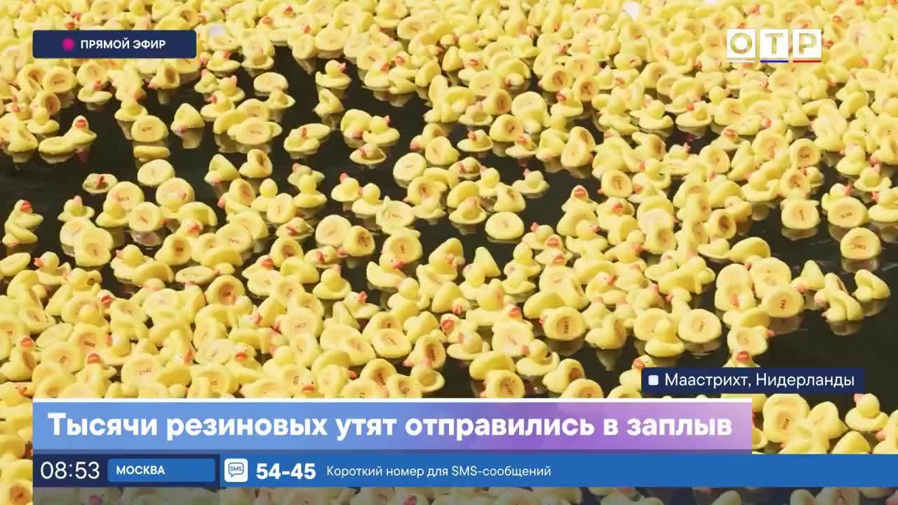 Тысячи резиновых утят отправились в заплыв