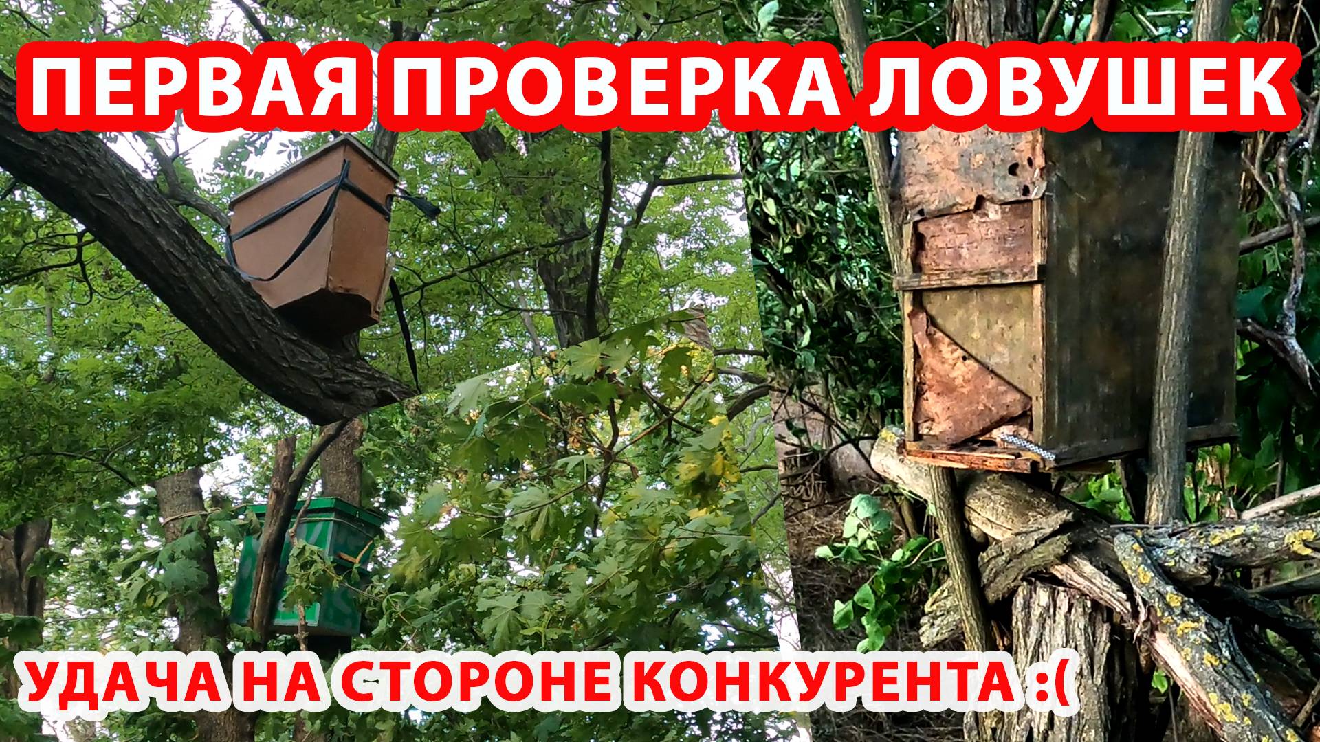 ПЕРВАЯ ПРОВЕРКА ЛОВУШЕК 2025.