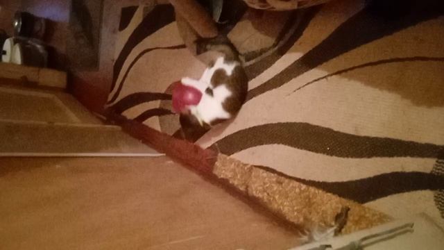игры котика с мячиком