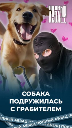 Собака подружилась с грабителем
