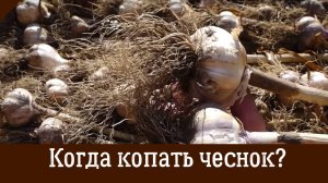 Когда копать чеснок? Подошло время уборки чеснока.