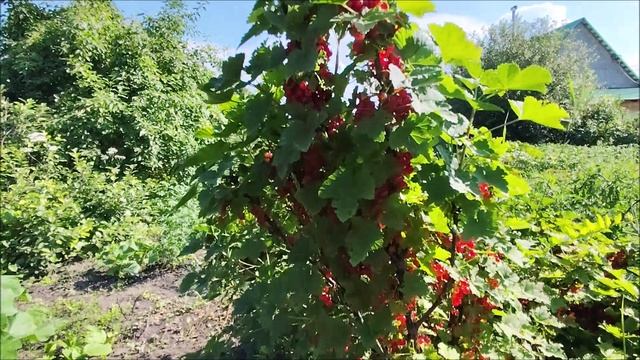 Обзор дачи ЖБИ 2 мкр Керамзитный