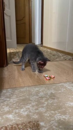 Котёнок крутит спиннер #shorts