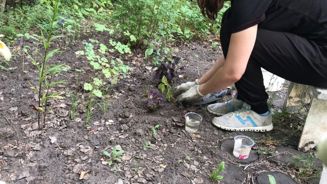 Перед отпуском высаживаю огурцы и колеусы
