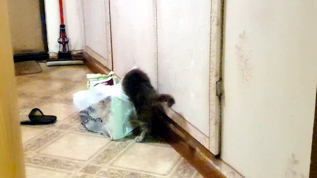 Мейн Кун.  Нам 3.5 месяца.